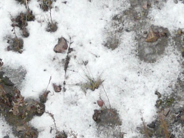 frozen ground texture 0008 - Texturelib
